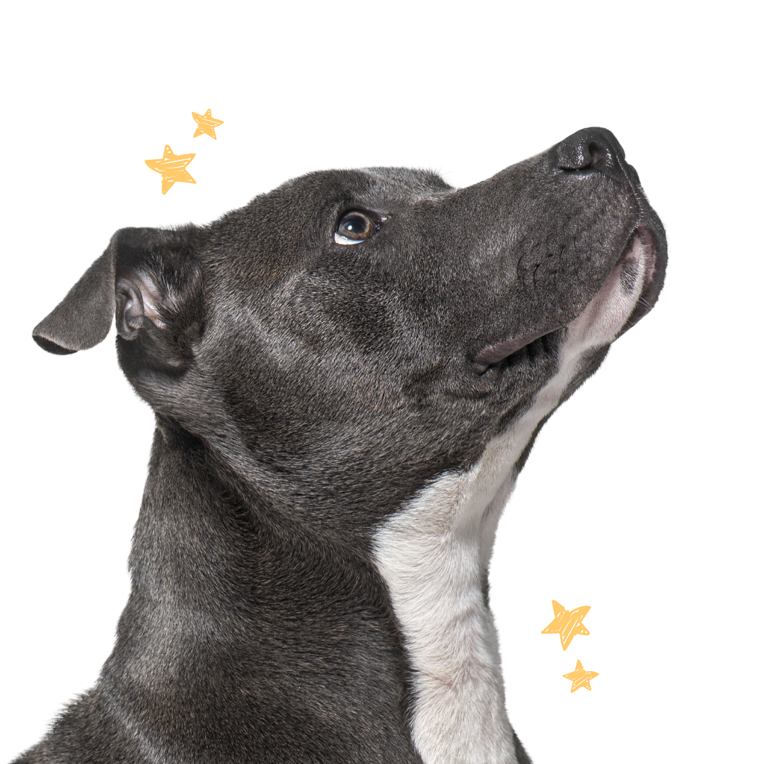 National Veterinary Technician Week 2025